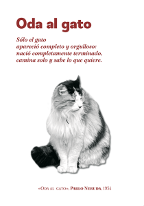 ¡Bienvenido agosto el mes de los gatos! «Oda al gato» de Pablo Neruda ...